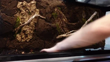 Building a Bioactive Ball Python Enclosure: A Step-by-Step Guide