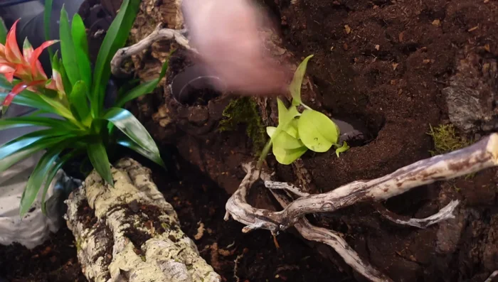 Building a Bioactive Ball Python Enclosure: A Step-by-Step Guide