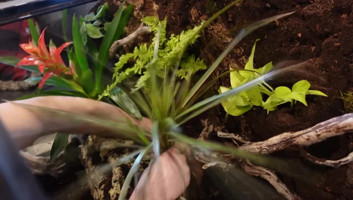 Building a Bioactive Ball Python Enclosure: A Step-by-Step Guide