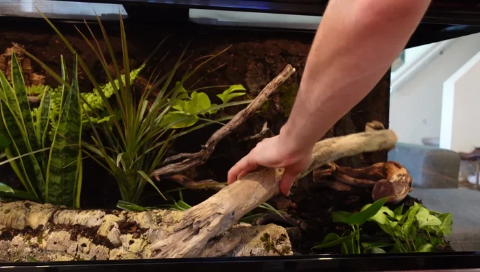 Building a Bioactive Ball Python Enclosure: A Step-by-Step Guide