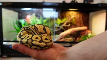 Building a Bioactive Ball Python Enclosure: A Step-by-Step Guide
