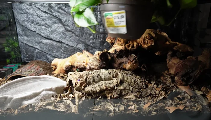 Ball Python Setup Guide: Tank Size, Substrate, Hides & More