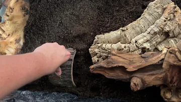 Ball Python Setup Guide: Tank Size, Substrate, Hides & More