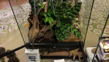 Green & Gray Tree Frog Bioactive Terrarium Setup: A Comprehensive Guide