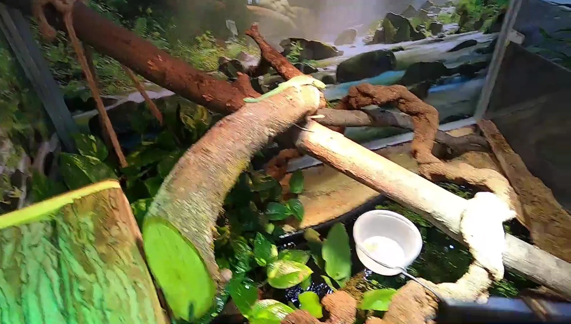 Setting Up the Perfect Green Tree Monitor Enclosure: Temperature ...