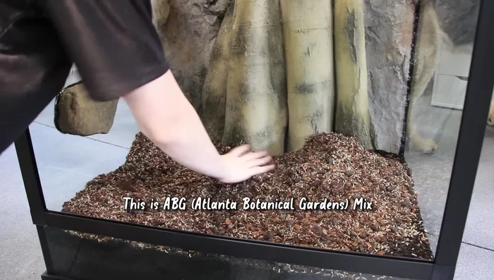 White's Tree Frog Enclosure Setup Guide: A Comprehensive Guide