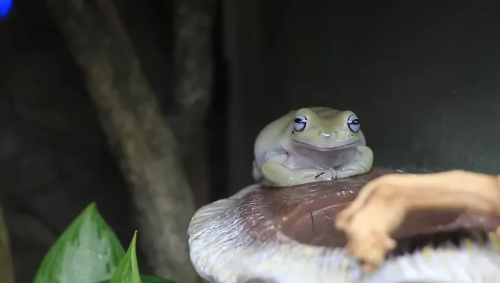 White's Tree Frog Enclosure Setup Guide: A Comprehensive Guide