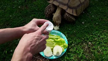 Calcium Supplements for Reptiles: A Tortoise Owner's Guide