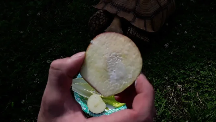 Calcium Supplements for Reptiles: A Tortoise Owner's Guide