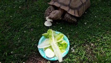 Calcium Supplements for Reptiles: A Tortoise Owner's Guide