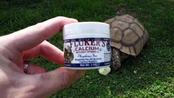Calcium Supplements for Reptiles: A Tortoise Owner's Guide