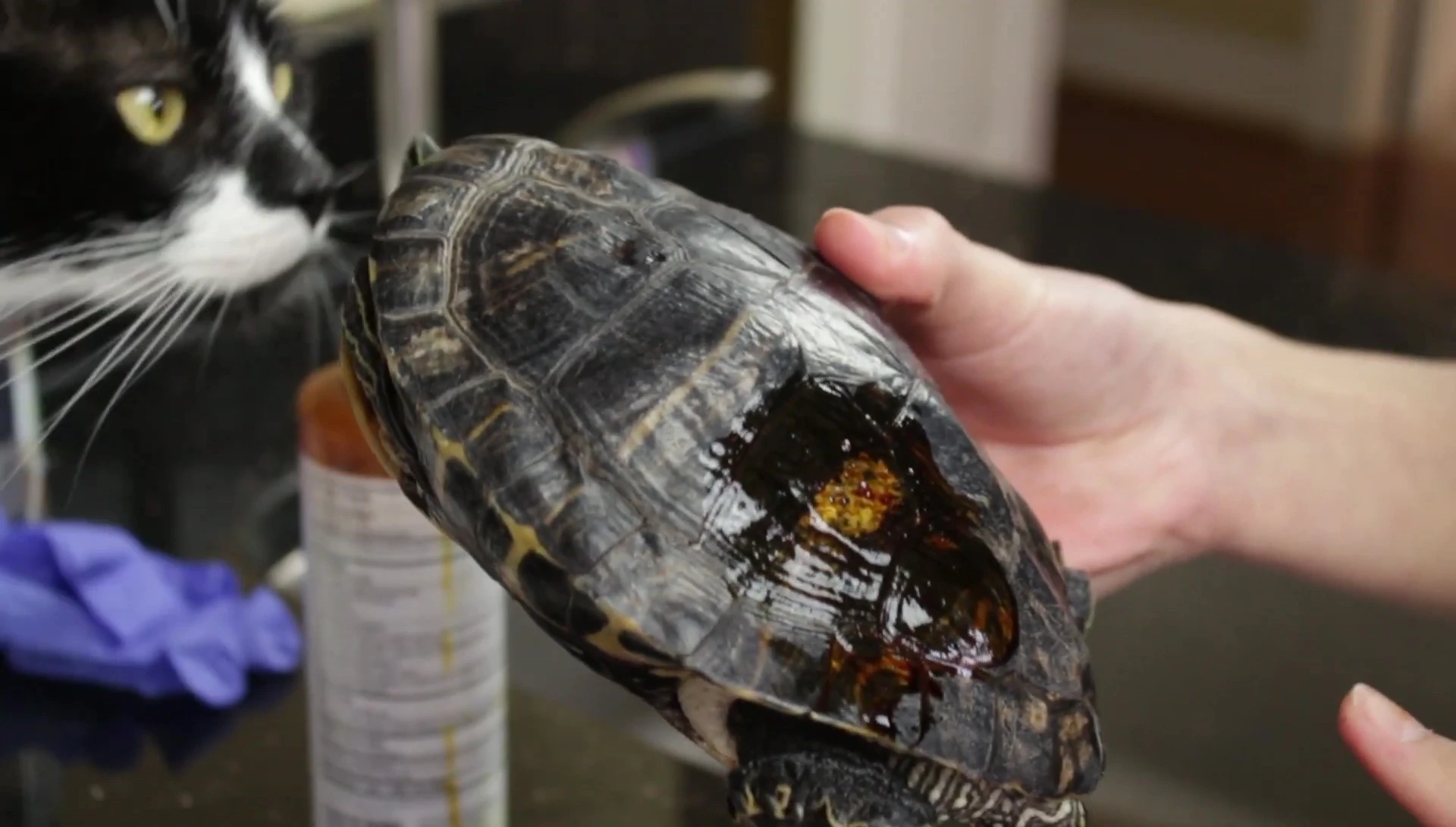 How to Treat Shell Rot in Turtles: A Step-by-Step Guide