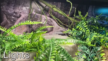 Ball Python Heating & Lighting: The Ultimate Guide for a Thriving Pet